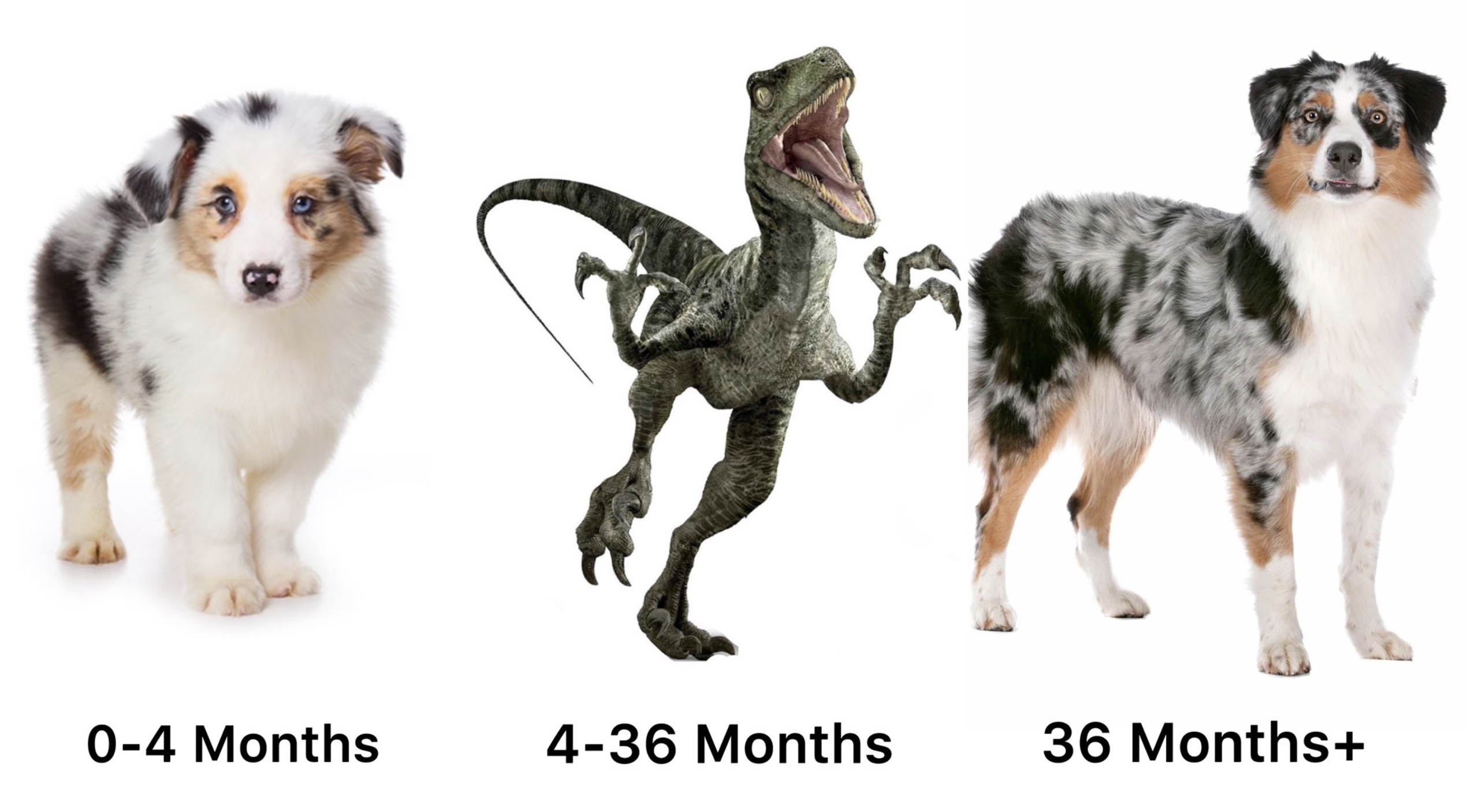 Puppysaurus Package – Doggy Kaizen